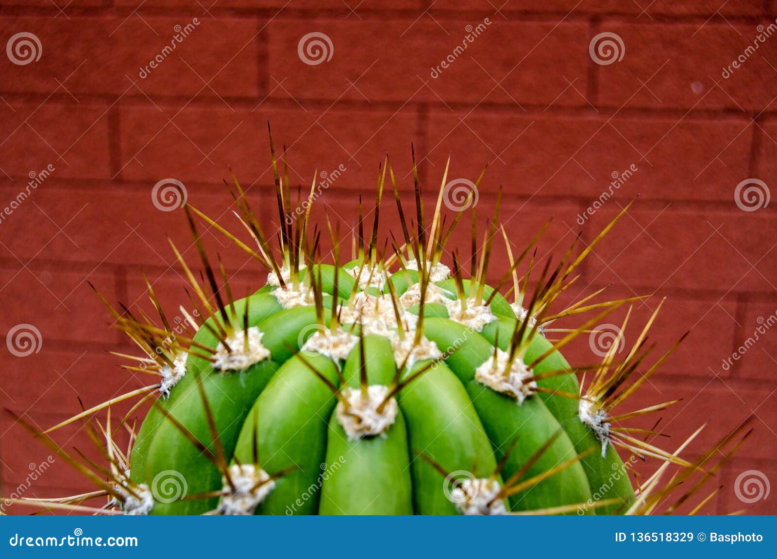 Sharp spines on cactus stock image. Image of spine, pain - 136518329