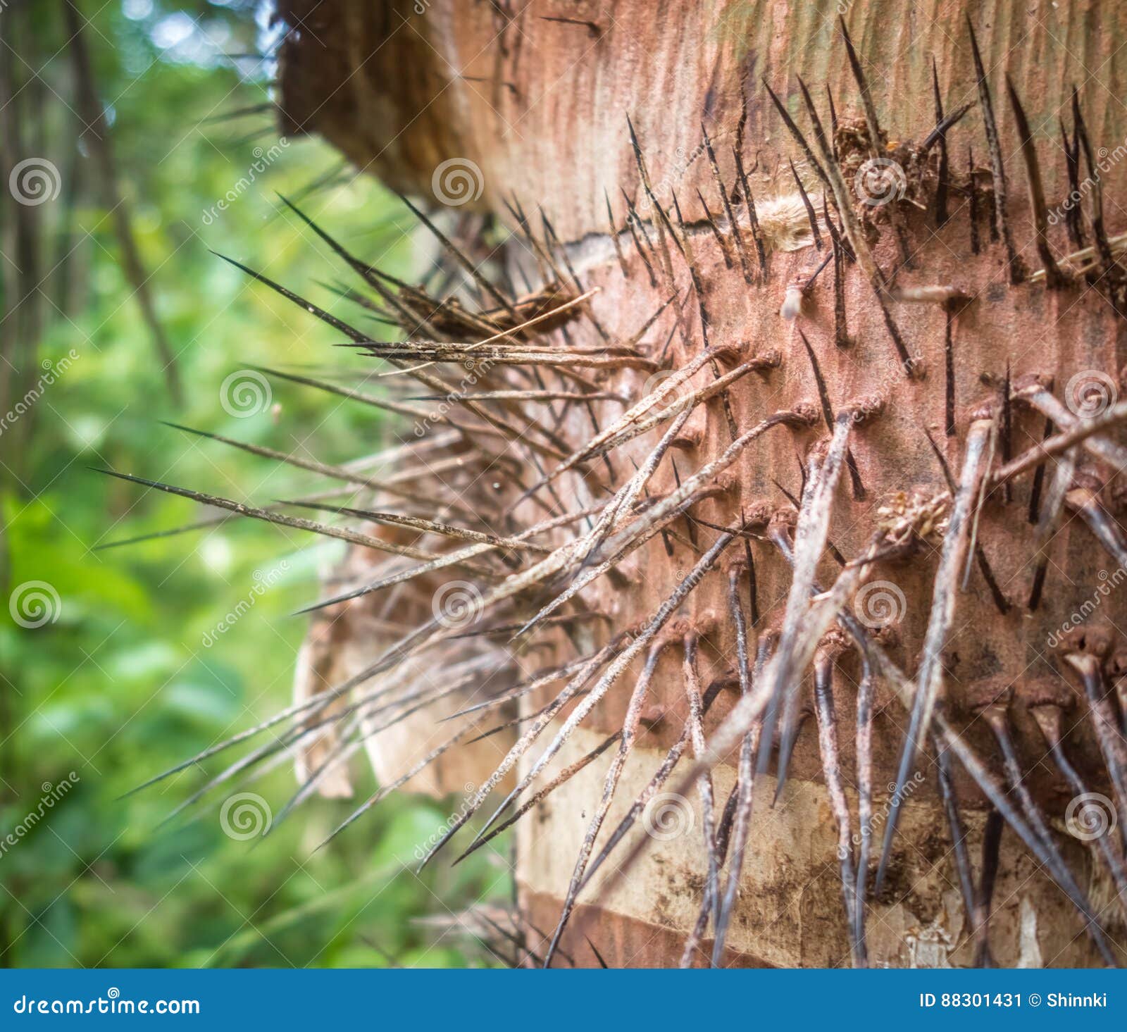 Sharp Spines of the Peach Palm Stock Image - Image of gasipaes, sharp ...