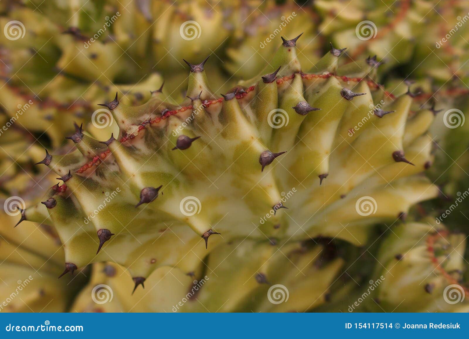 Sharp Spiny Cactus Creating an Interesting Green Natural Background ...