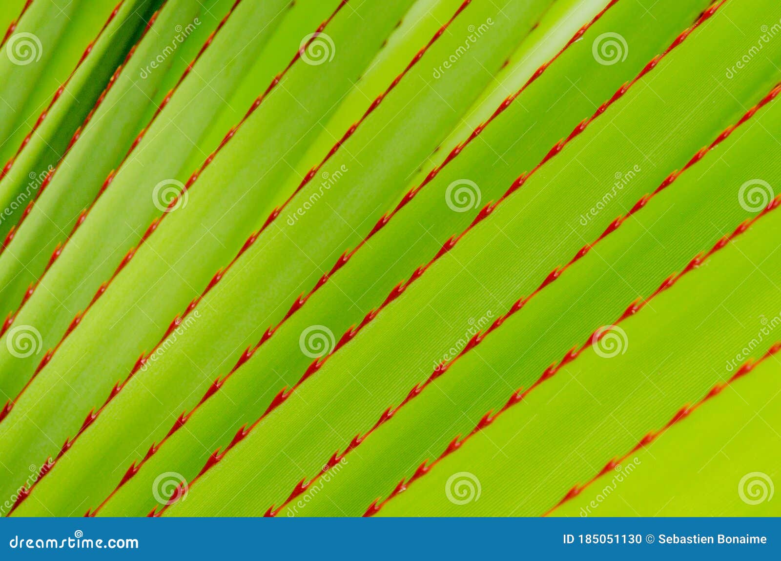 Sharp Spiny Red Edges on Bright Aloe Leave Stock Photo - Image of green ...