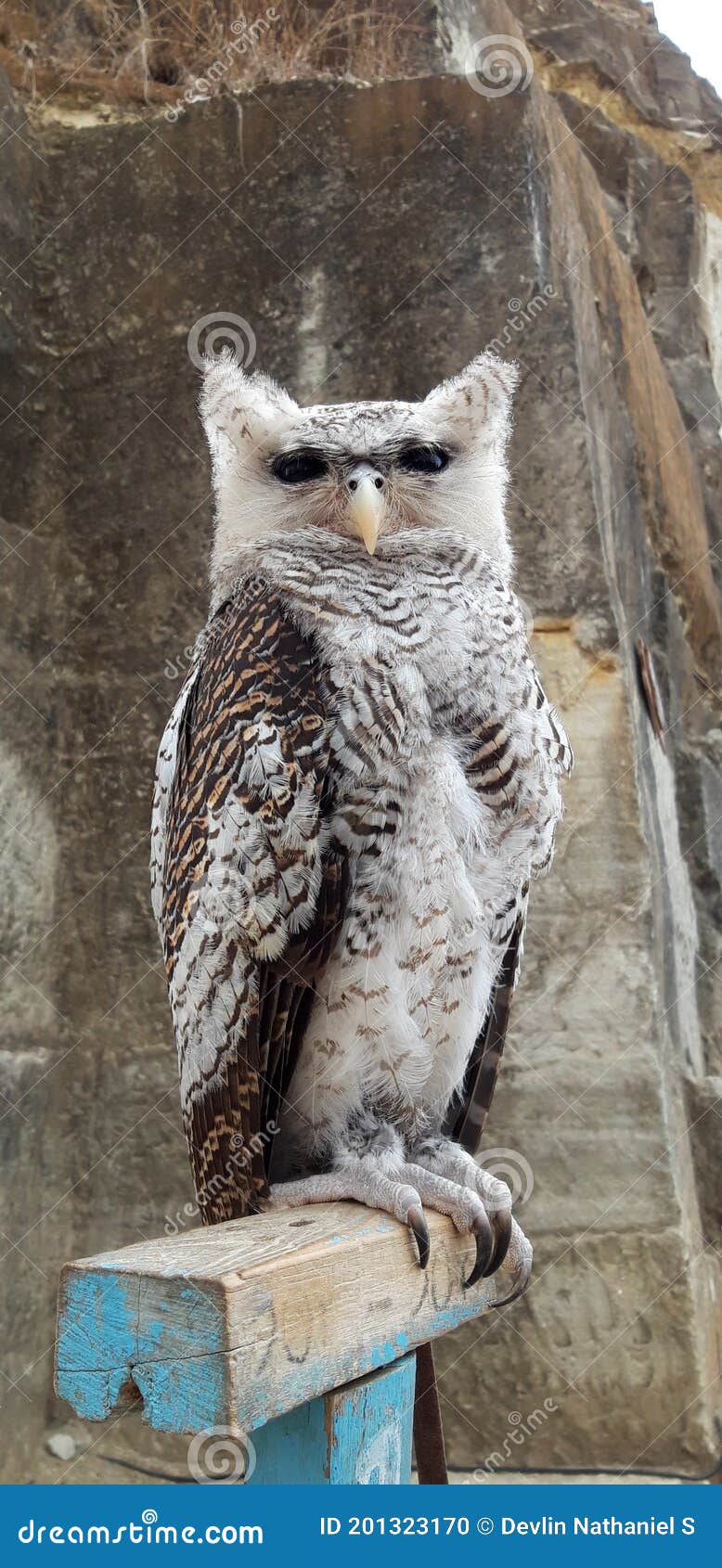 Sharp Staring Eyes of an Owl Stock Photo - Image of sculpture, beak ...
