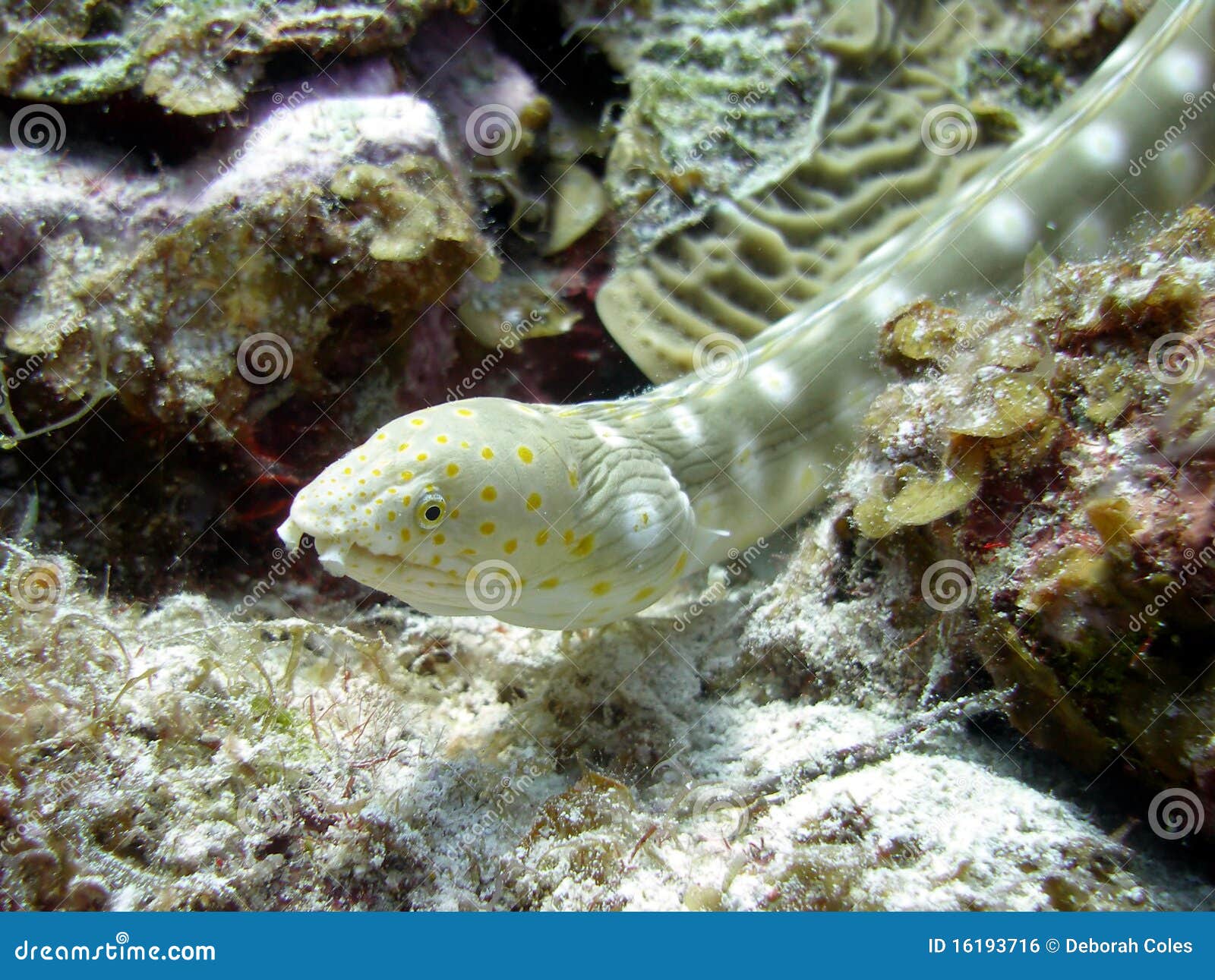 Sharp tailed eel stock photo. Image of dive, aquatic - 16193716