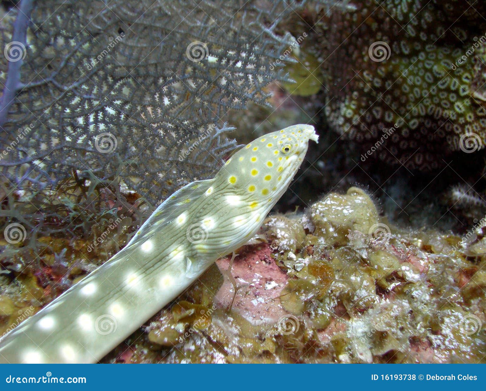 Sharp tailed eel stock photo. Image of golden, coral - 16193738