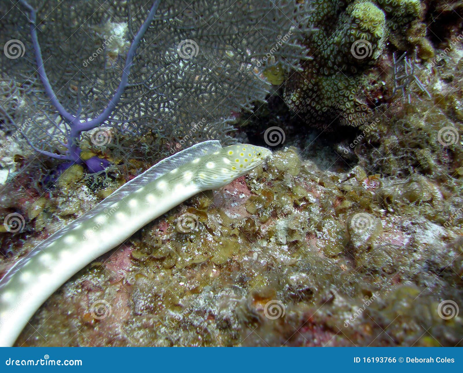 Sharp tailed eel stock photo. Image of fish, blue, cayman - 16193766