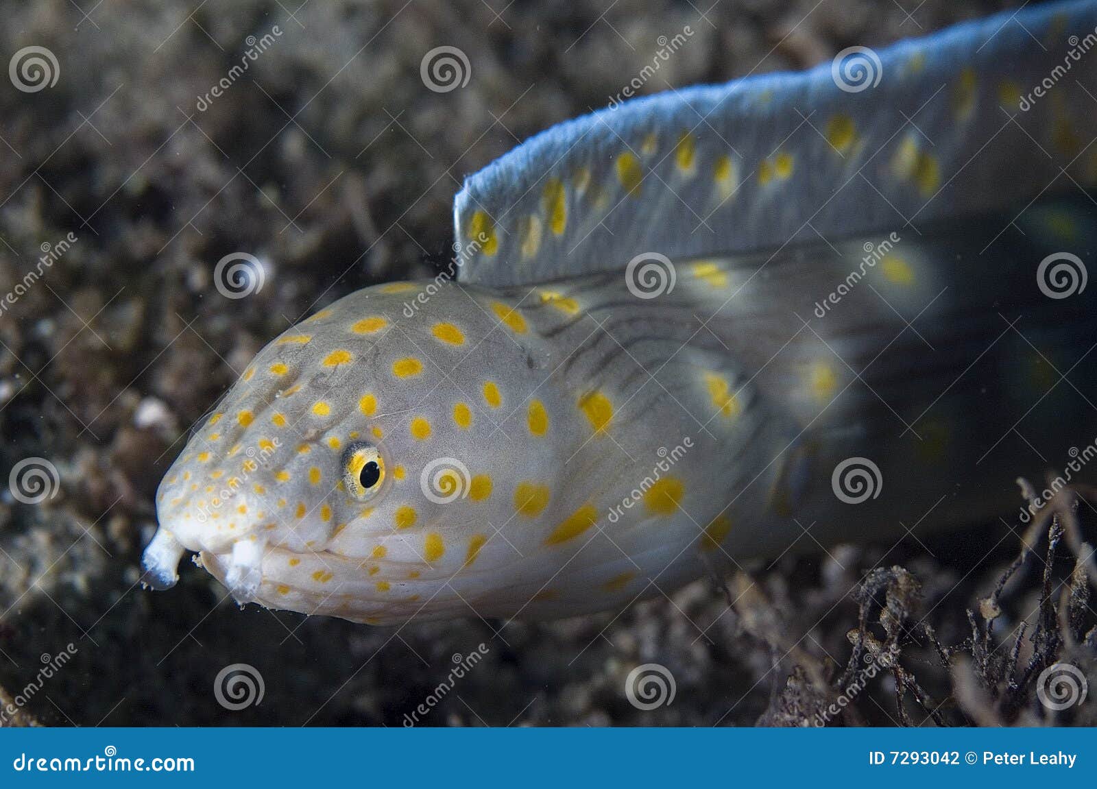 Sharp Tailed Eel stock photo. Image of scuba, reef, swim - 7293042