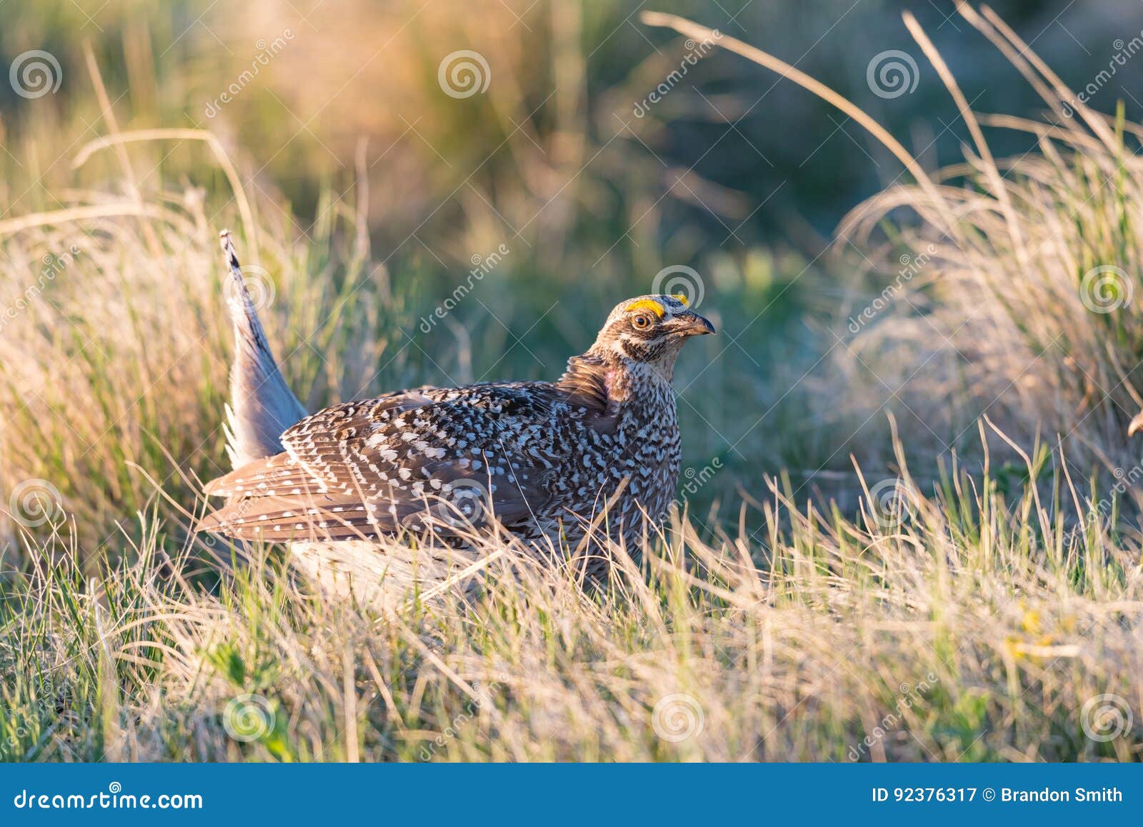Sharp-Tailed Grouse LEK stock image. Image of grouse - 92376317