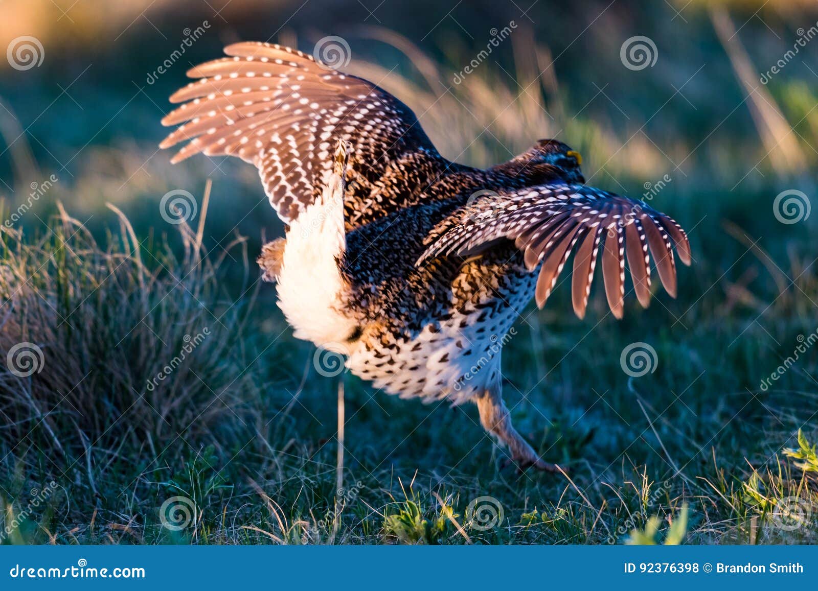 Sharp-Tailed Grouse LEK stock photo. Image of phasianellus - 92376398