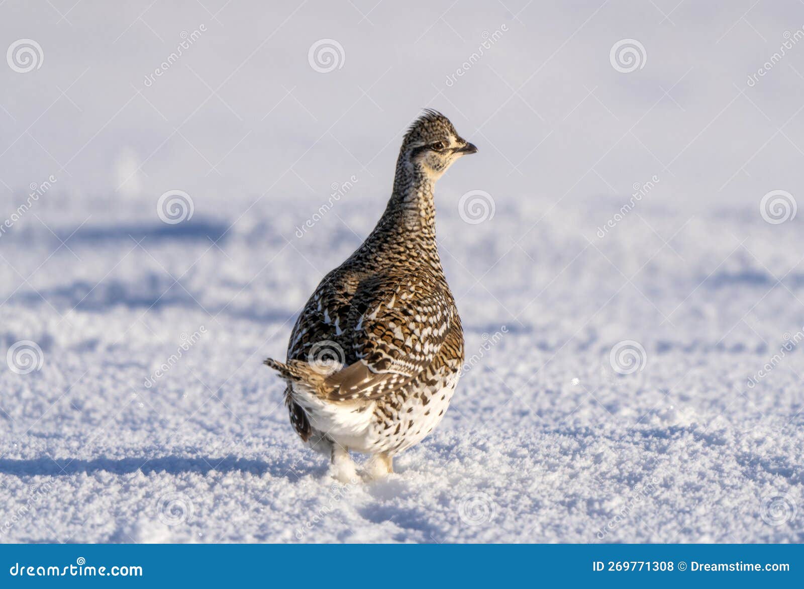 Sharp Tailed Grouse stock photo. Image of ornithology - 269771308
