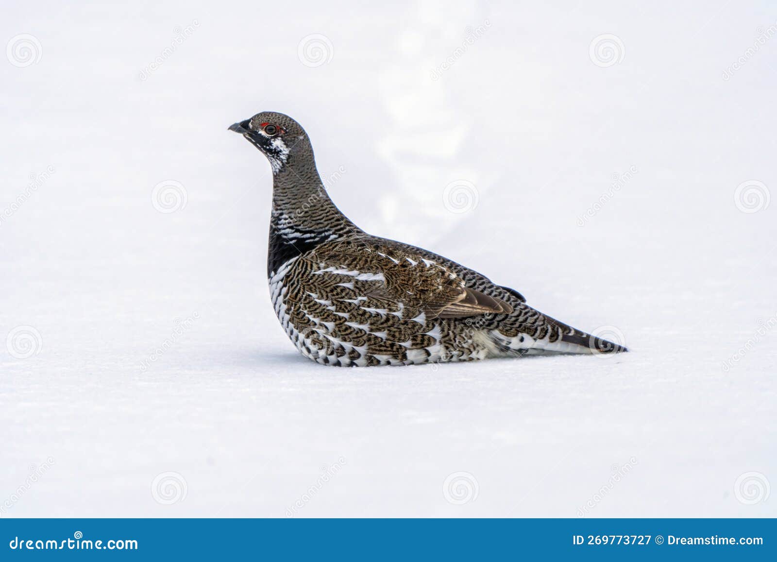 Sharp Tailed Grouse stock image. Image of environment - 269773727