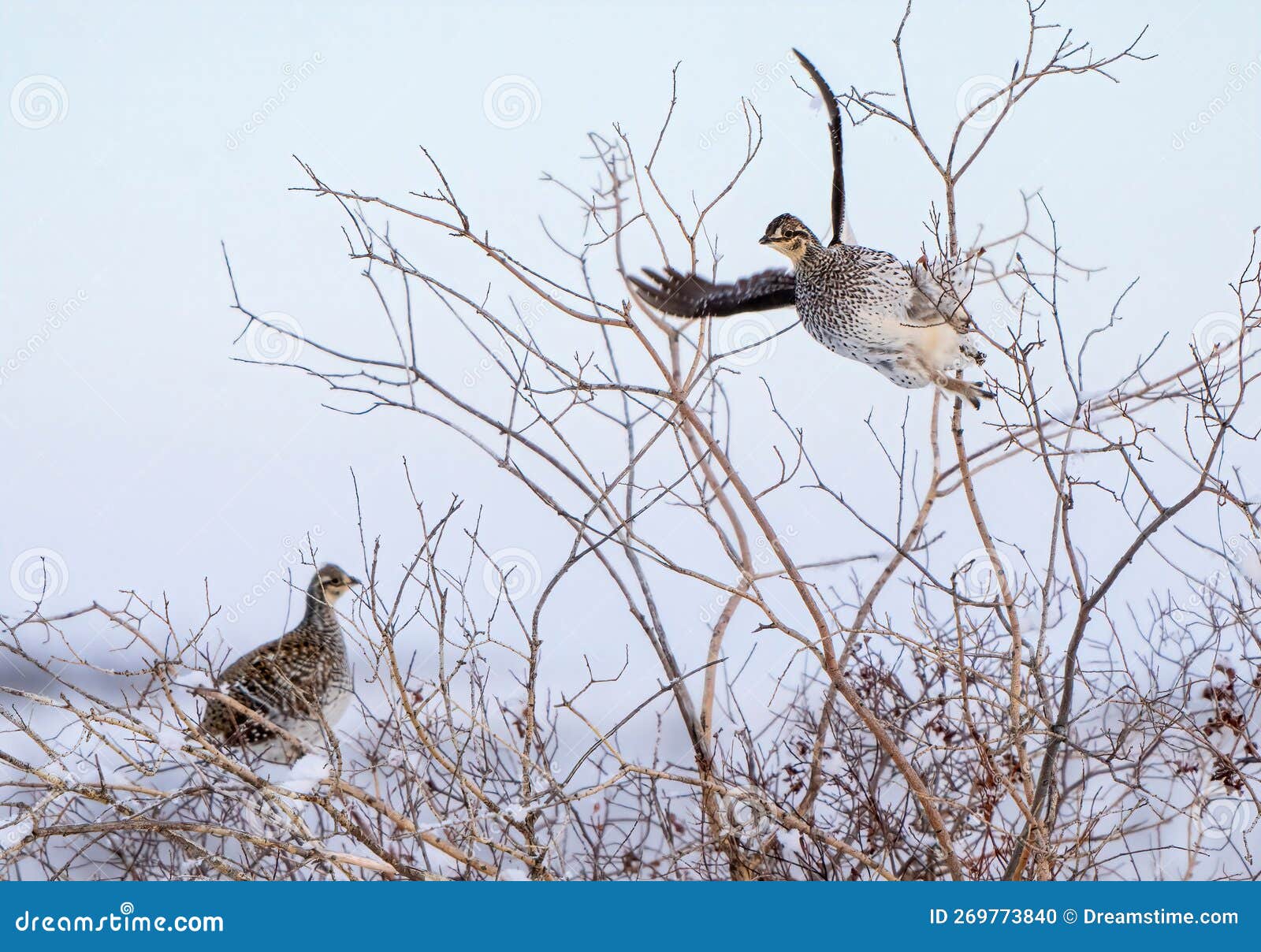 Sharp Tailed Grouse stock photo. Image of species, alberta - 269773840