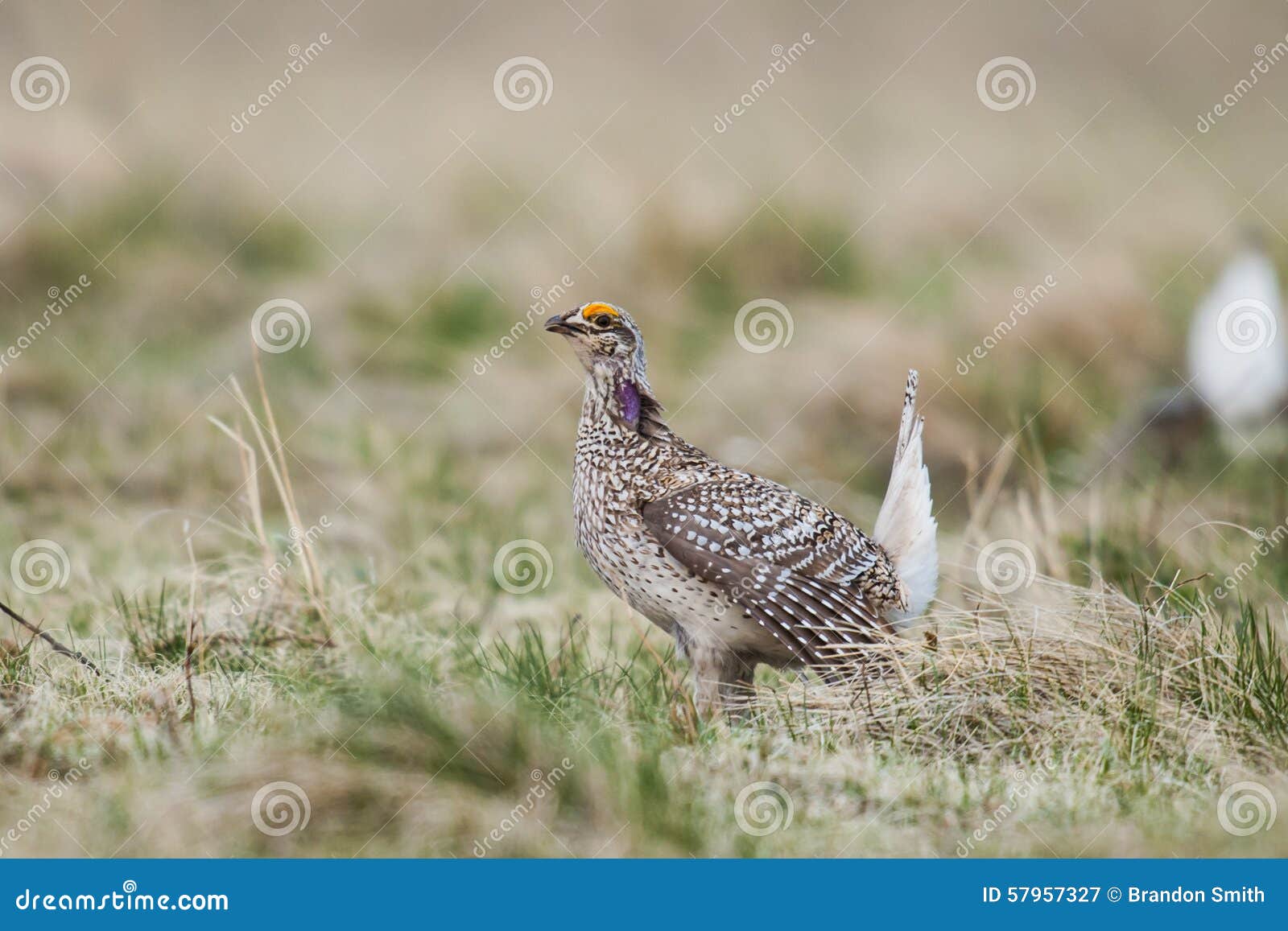 Sharp-tailed Grouse (Tympanuchus Phasianellus) Stock Image - Image of ...