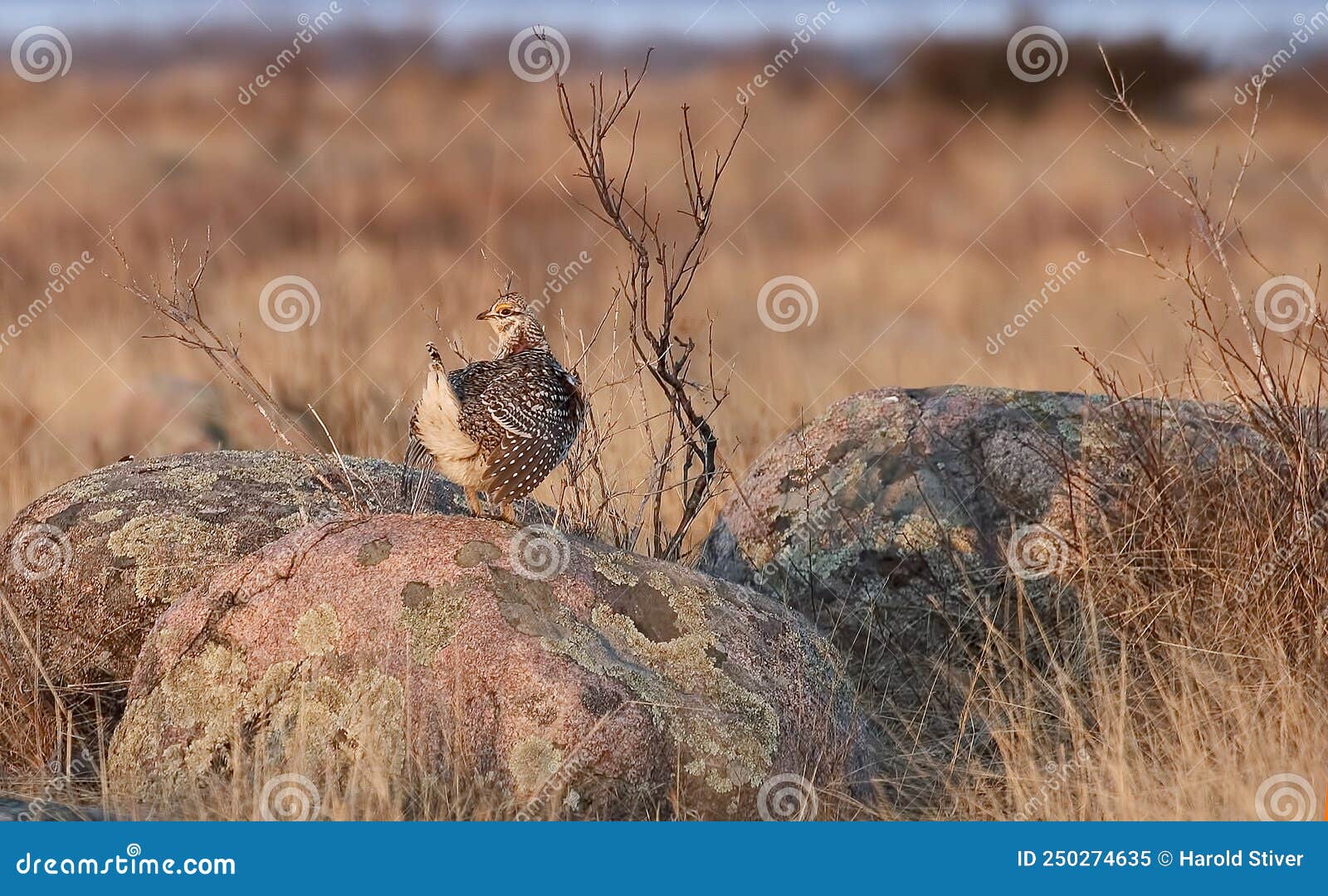 Sharp-Tailed Grouse, Tympanuchus Phasianellus, in Spring Stock Image ...