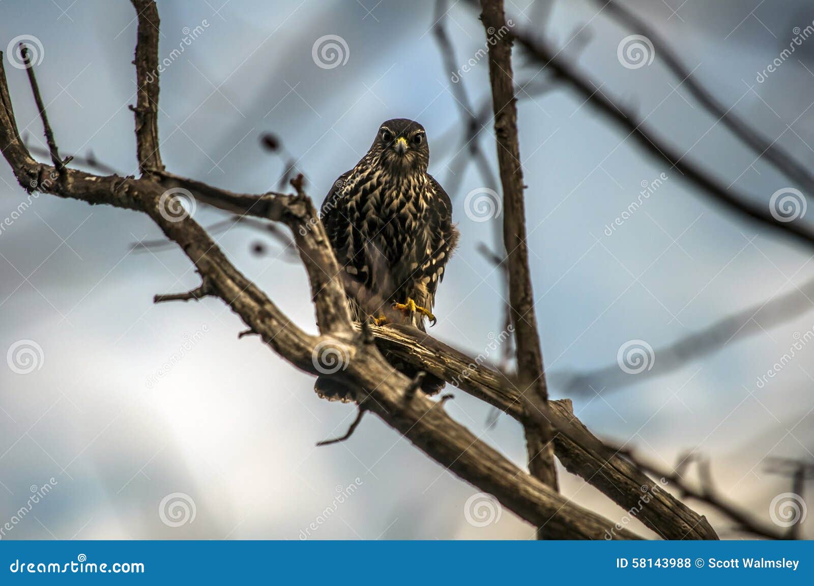 Sharp-tailed Hawk stock photo. Image of hunting, head - 58143988