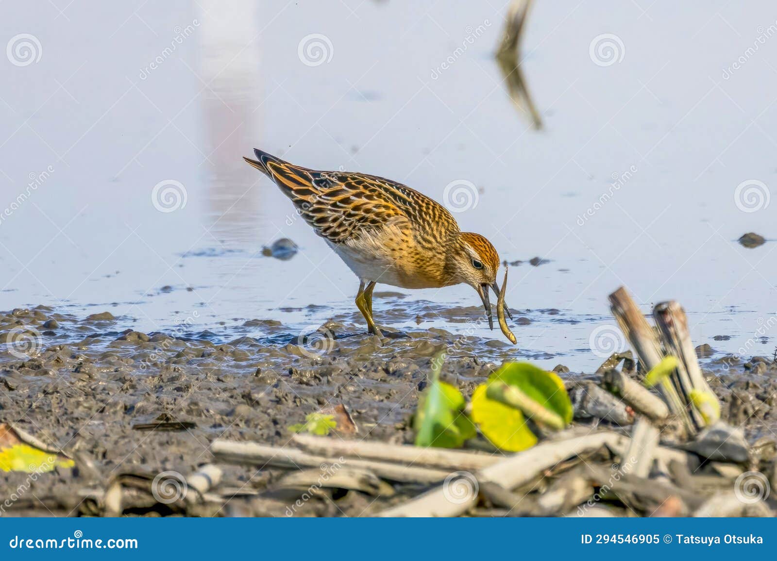 Sharp-tailed Sandpiper in a Mud Lotus Root Field Stock Image - Image of ...