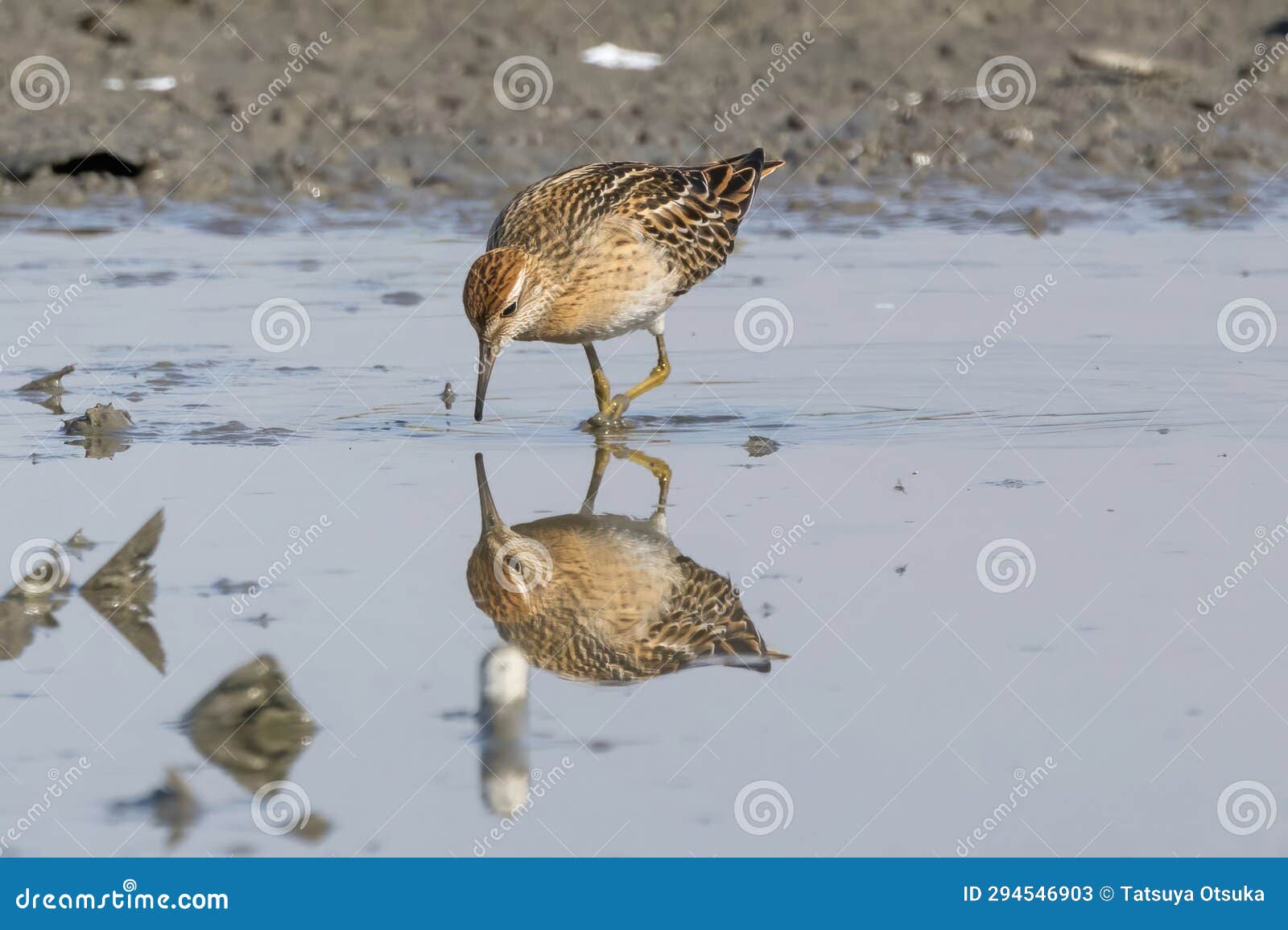 Sharp-tailed Sandpiper in a Mud Lotus Root Field Stock Image - Image of ...