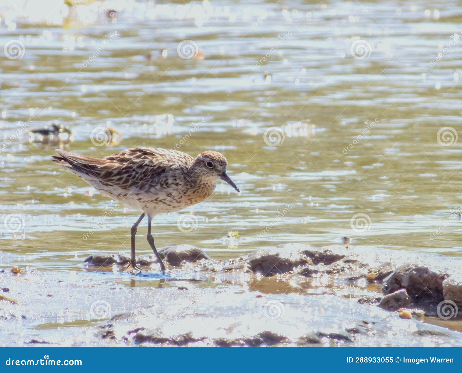 Sharp-tailed Sandpiper in Queensland Australia Stock Image - Image of ...
