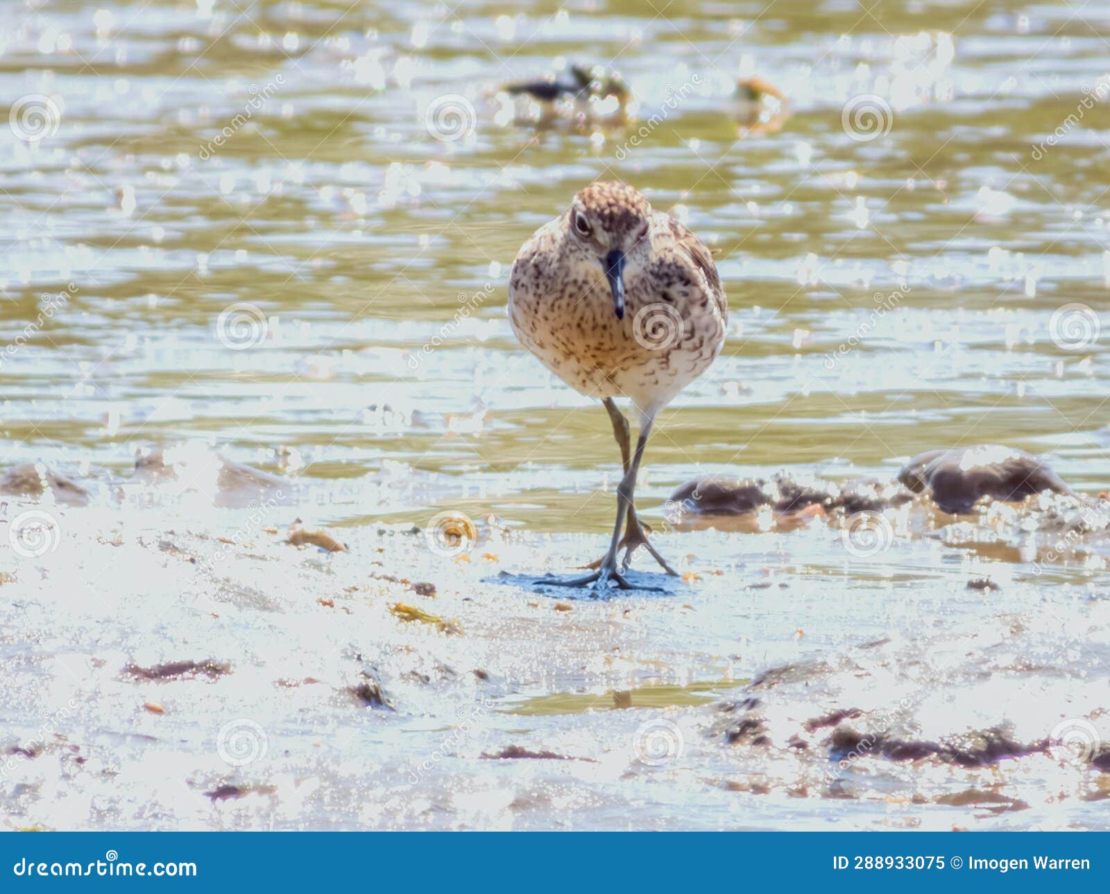 Sharp-tailed Sandpiper in Queensland Australia Stock Image - Image of ...