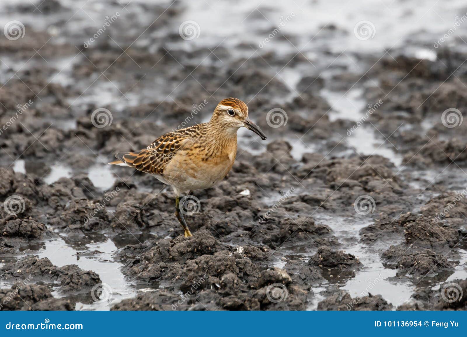 Sharp tailed Sandpiper stock photo. Image of migratory - 101136954