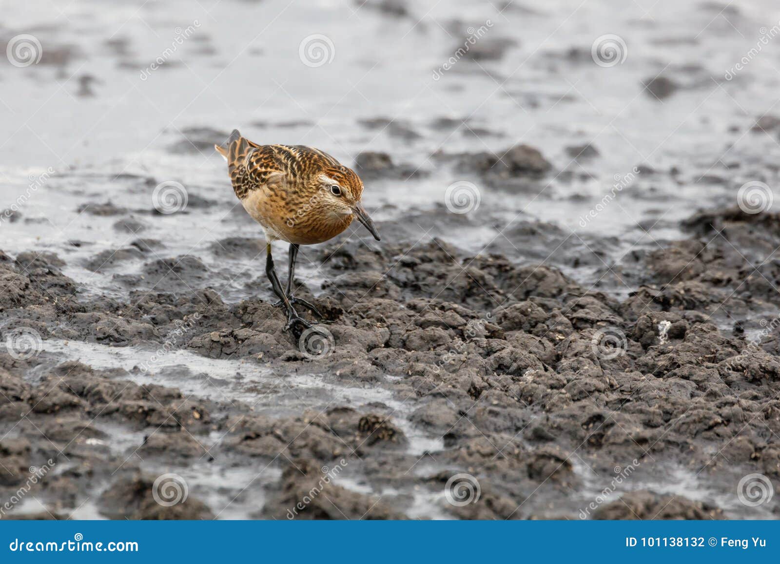 Sharp tailed Sandpiper stock photo. Image of sharp, calidris - 101138132