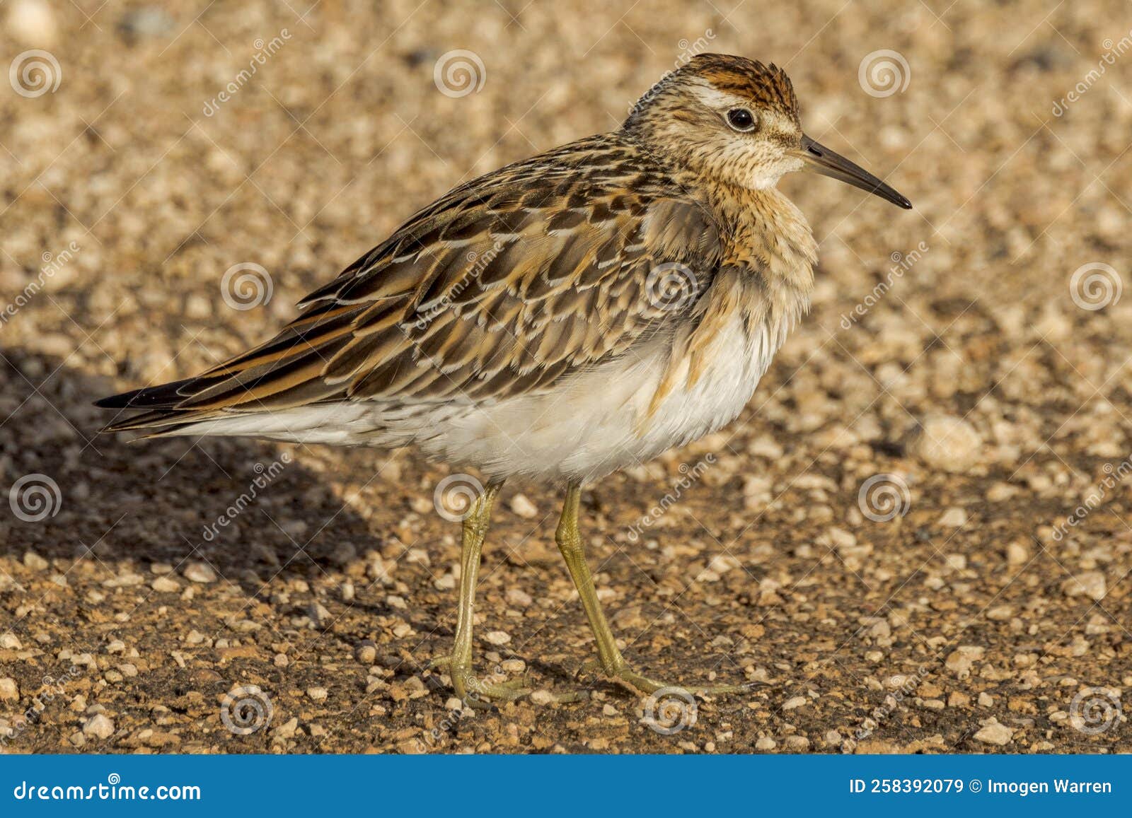 Sharp-tailed Sandpiper in South Australia Stock Image - Image of birds ...