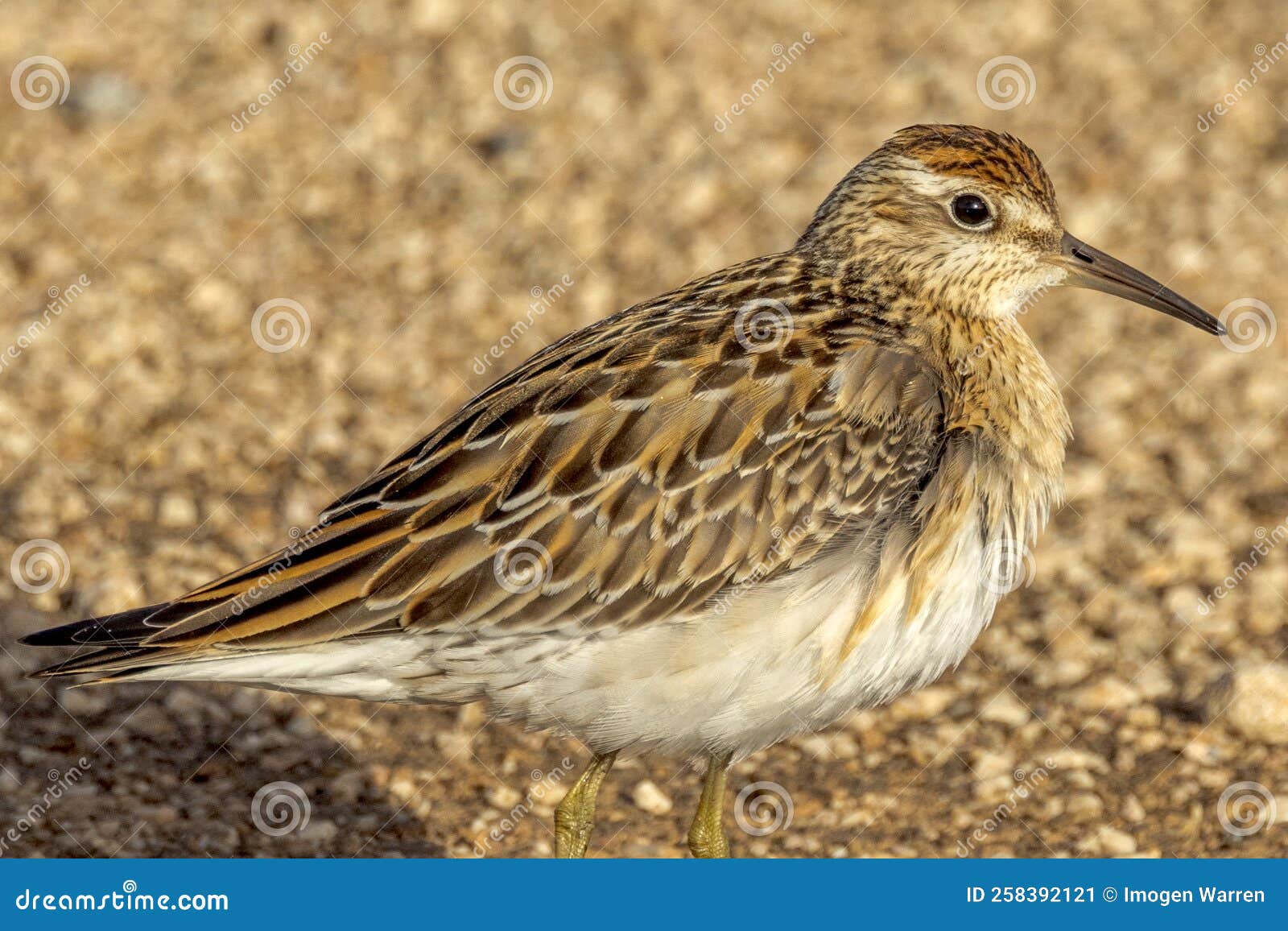 Sharp-tailed Sandpiper in South Australia Stock Image - Image of native ...