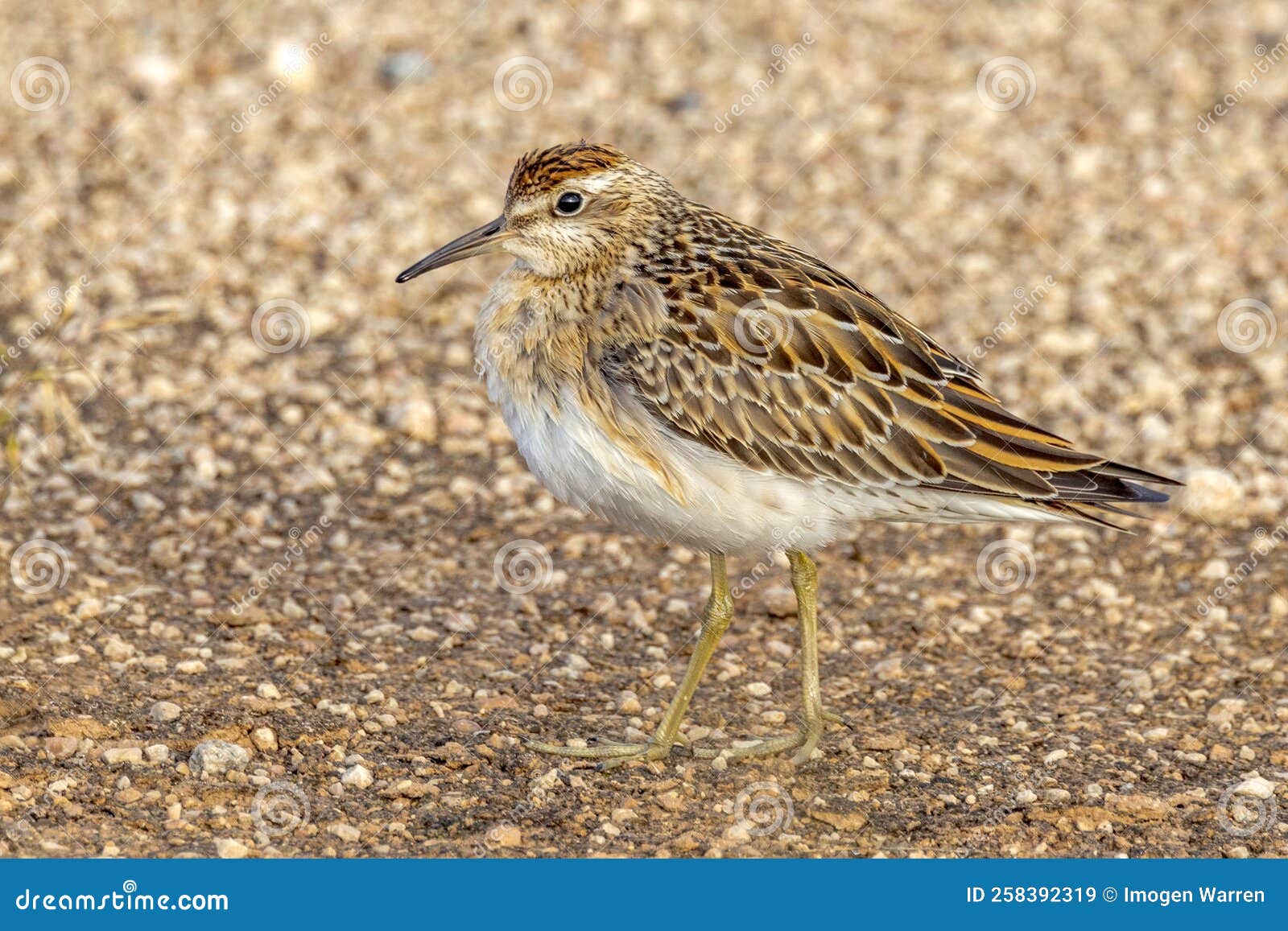 Sharp-tailed Sandpiper in South Australia Stock Image - Image of fauna ...