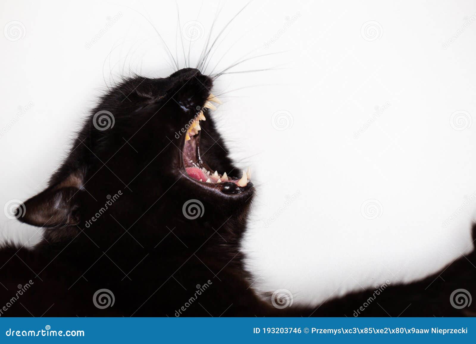 Sharp teeth of black cat stock photo. Image of black - 193203746