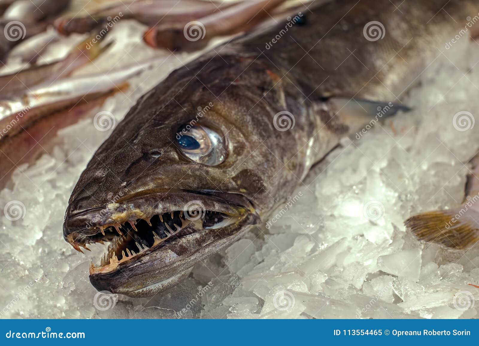 Sharp teeth close view stock image. Image of salmon - 113554465