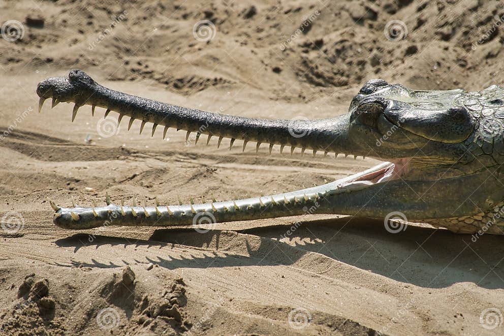 Sharp teeth of crocodiles stock photo. Image of lizard - 284167964