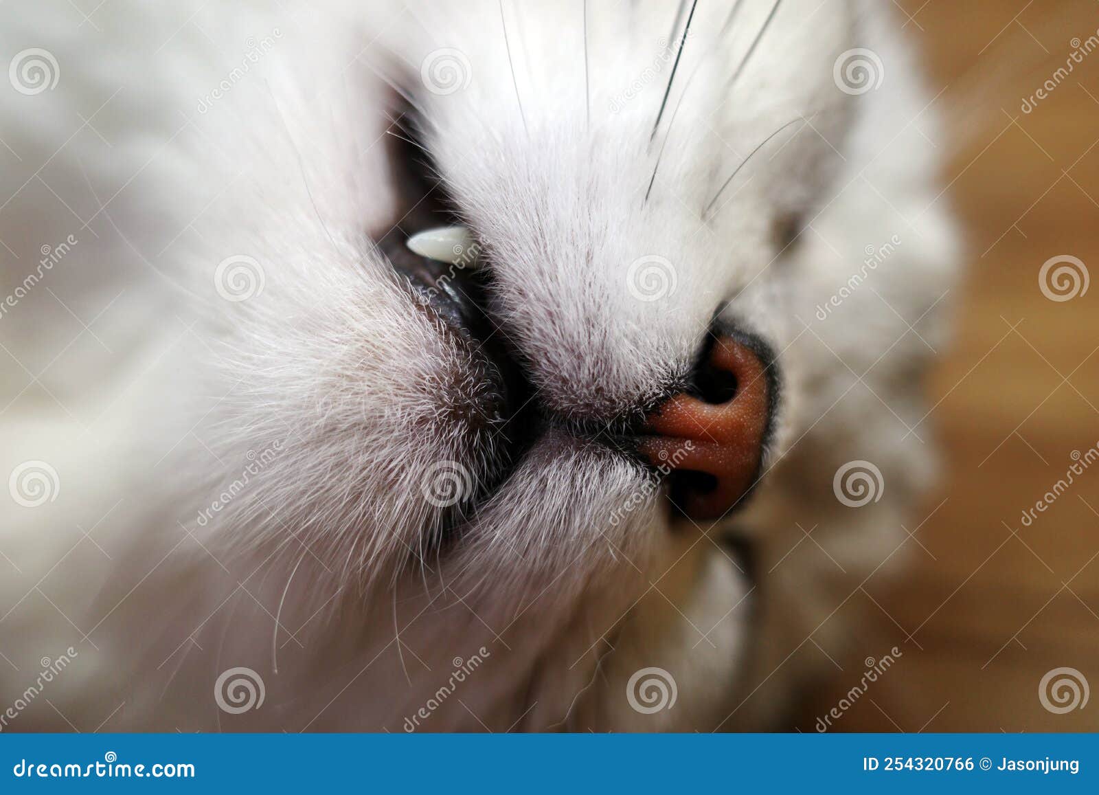 Weapon of cute cat stock photo. Image of weapon, cute - 254320766