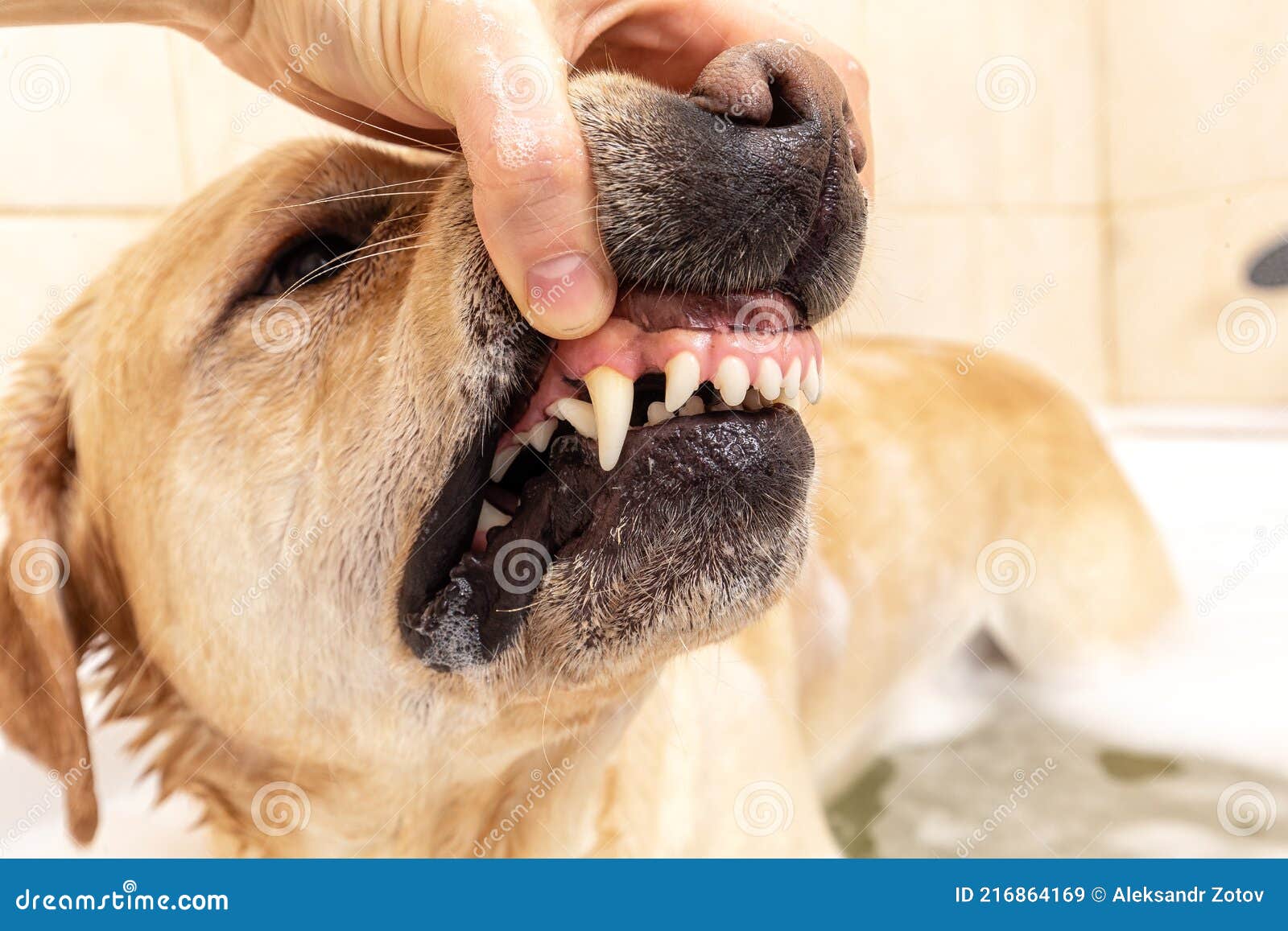 Sharp Teeth of a Dog. the Powerful Teeth of Labrador. Sharp Fangs Stock ...
