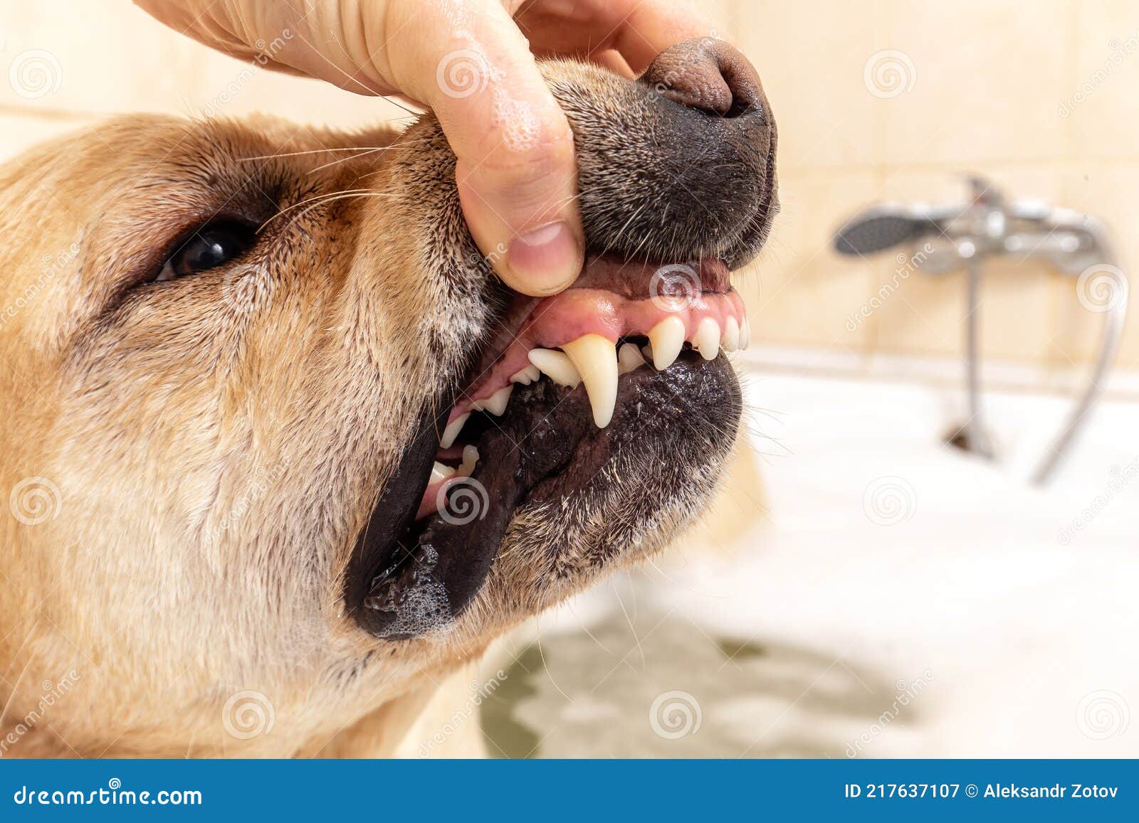 Sharp Teeth of a Dog. the Powerful Teeth of Labrador. Sharp Fangs Stock ...