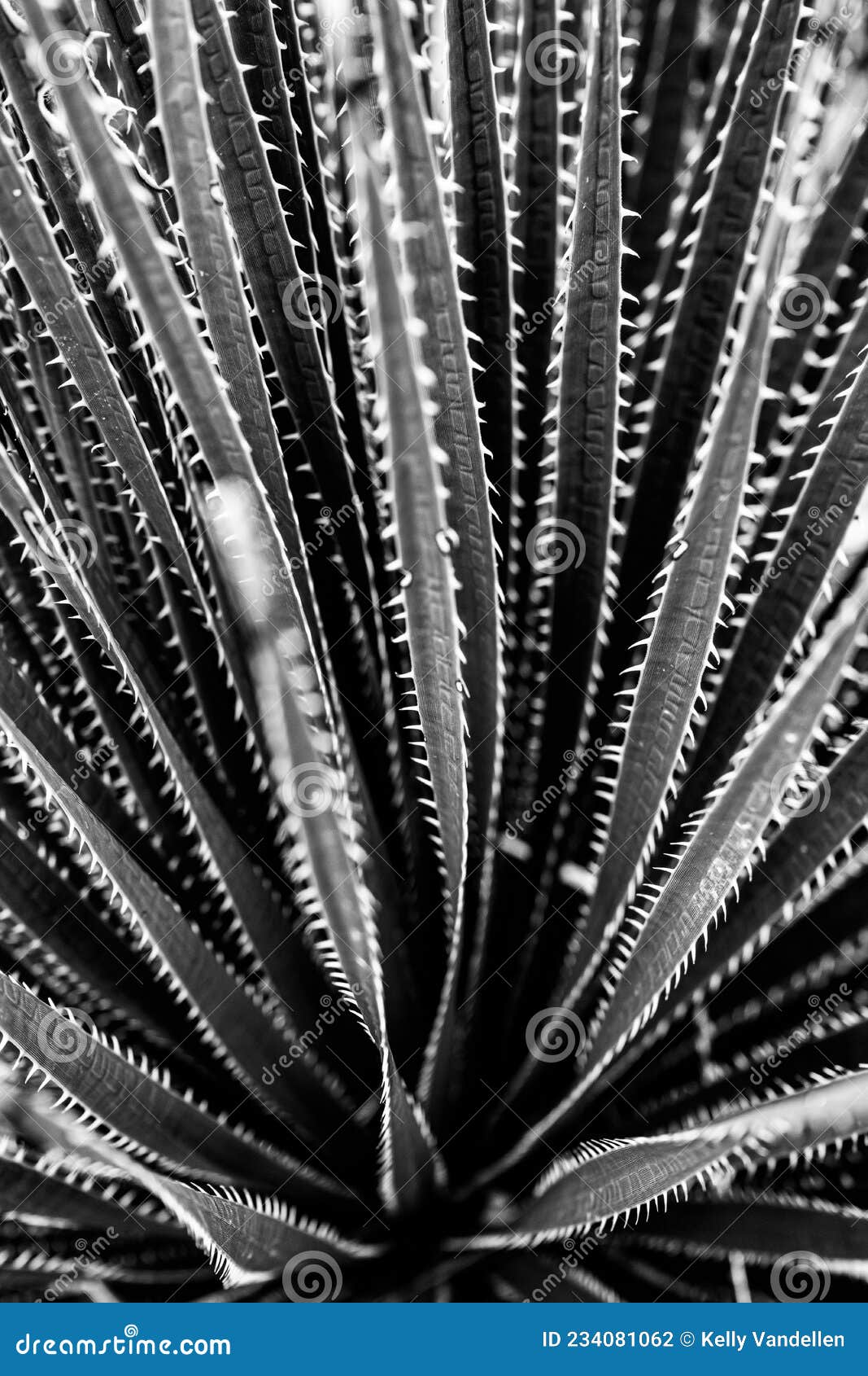 Sharp Teeth Line the Edges of Yucca Leaves Stock Photo - Image of ...
