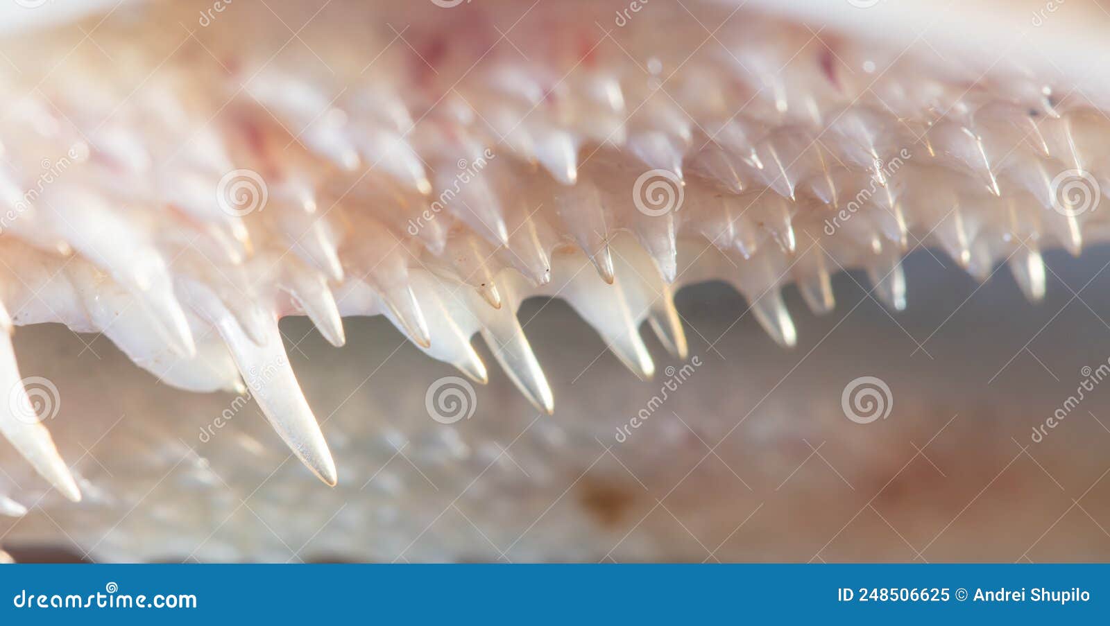 Sharp Teeth in the Mouth of a Pike. Stock Image - Image of white ...