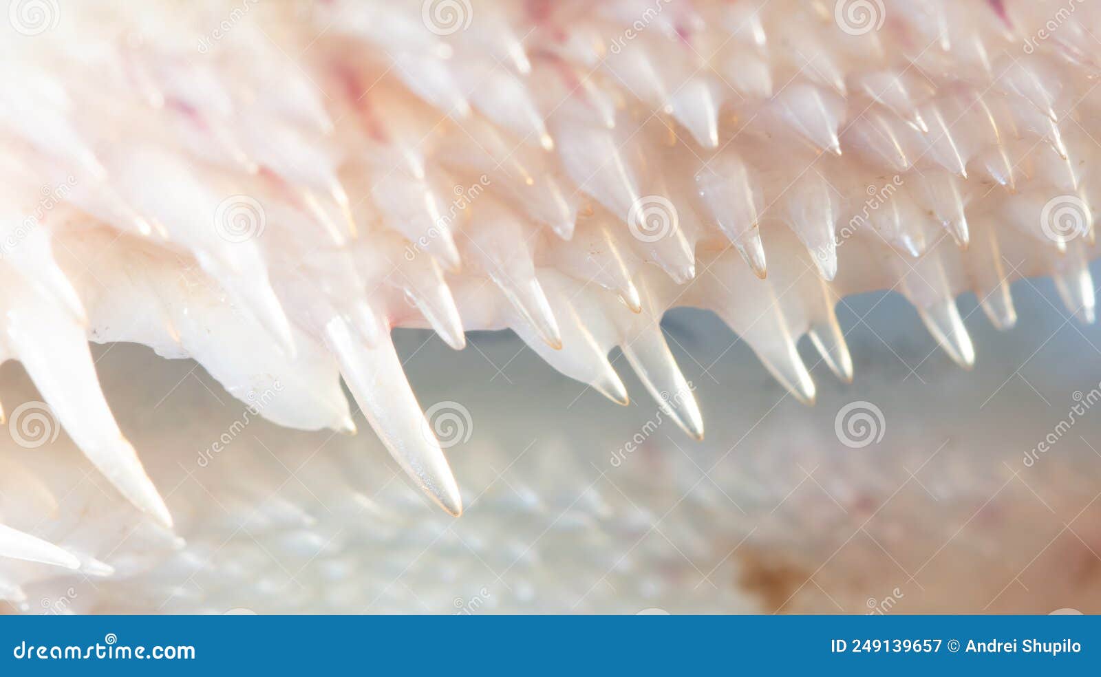 Sharp Teeth in the Mouth of a Pike. Stock Image - Image of fisherman ...