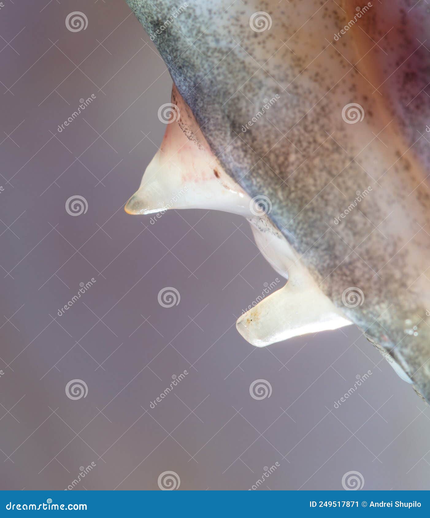 Sharp Teeth in the Mouth of a Pike. Stock Image - Image of animal ...