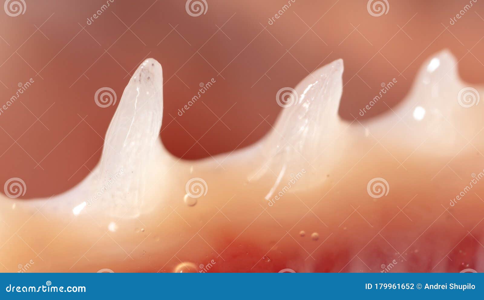 Sharp Teeth of a Trout Fish As a Background Stock Photo - Image of ...