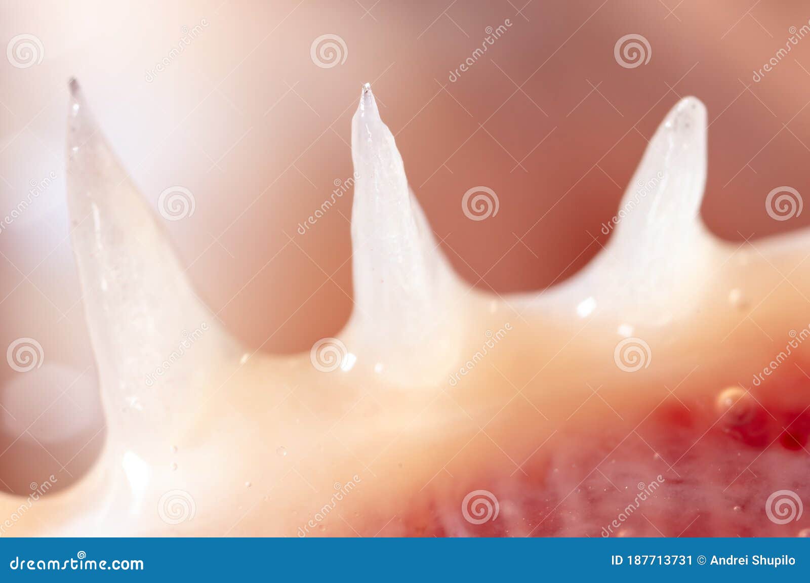 Sharp Teeth of a Trout Fish As a Background Stock Image - Image of ...