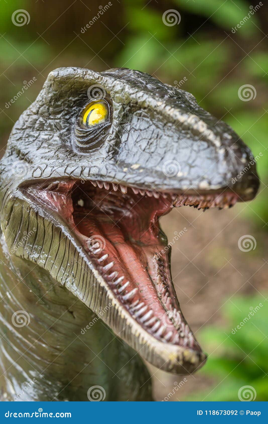 Sharp Teeth of a Velociraptor Dinosaur Stock Photo - Image of fossil ...