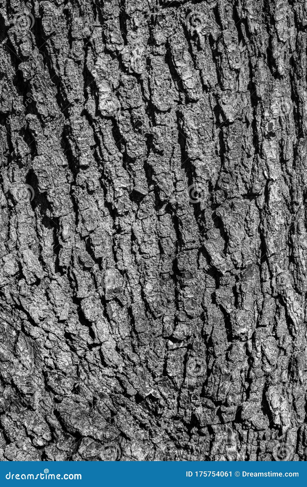 Black and White Tree Trunk Texture. Stock Image - Image of forestry ...