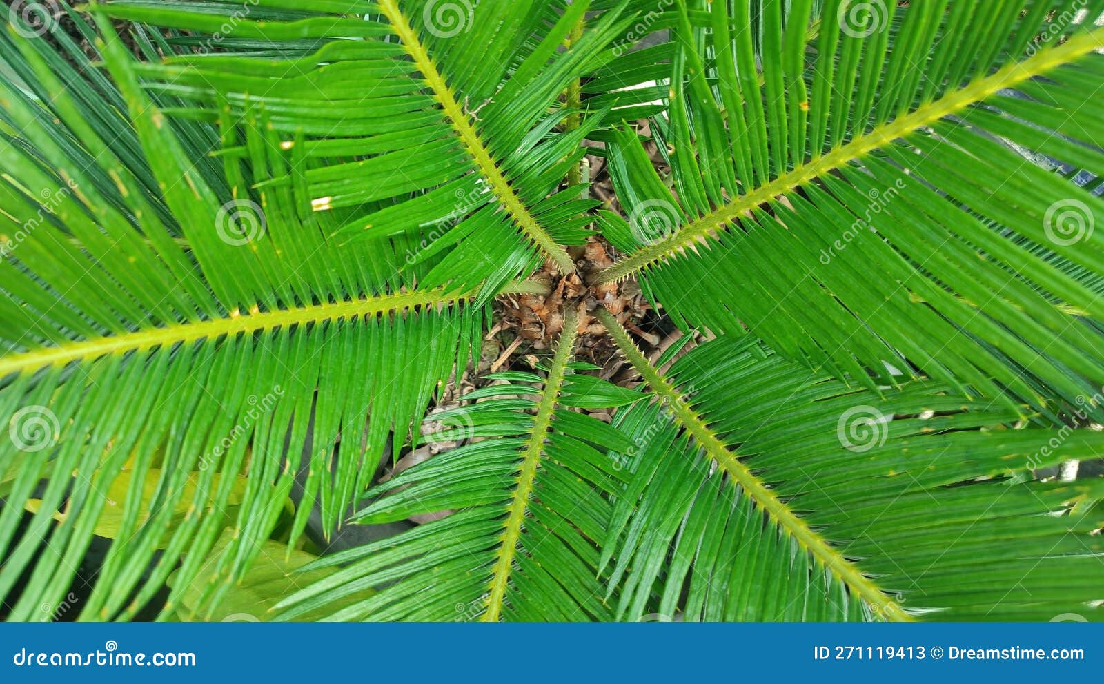 Sharp Textured Green Leaves Stock Image - Image of spruce, textured ...