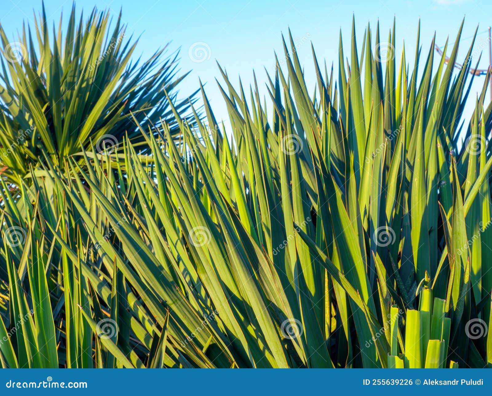 Sharp, Thin Palm Leaves Against the Sky. Background from Plants Stock ...