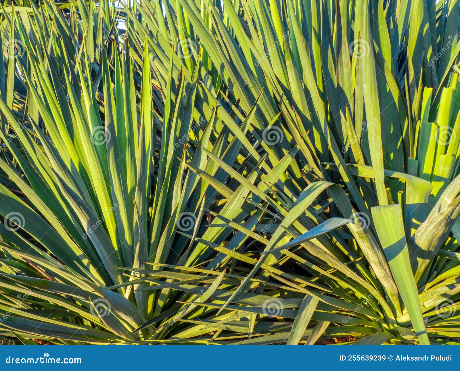 Sharp, Thin Palm Leaves Against the Sky. Background from Plants Stock ...