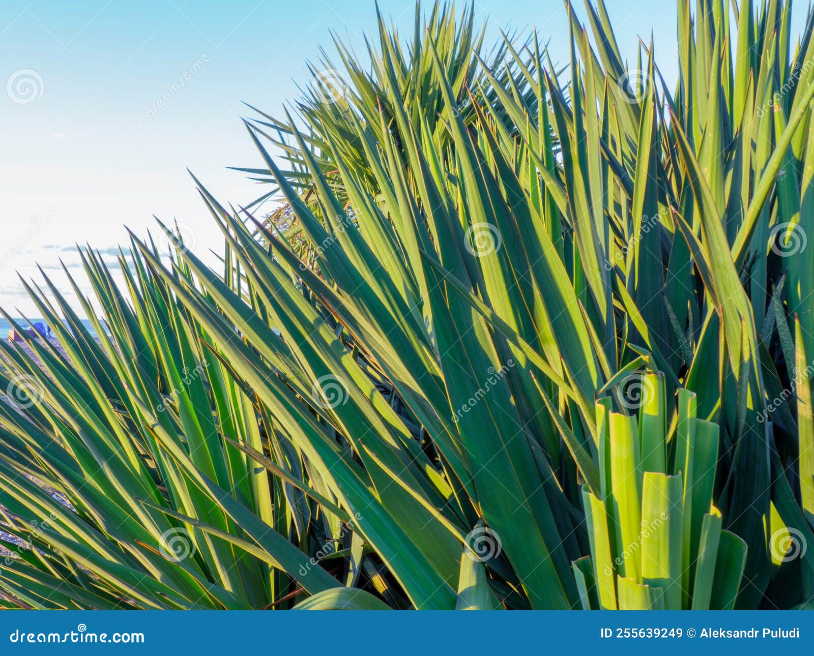 Sharp, Thin Palm Leaves Against the Sky. Background from Plants Stock ...