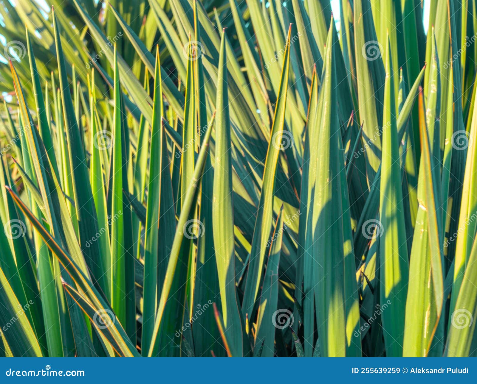 Sharp, Thin Palm Leaves Against the Sky. Background from Plants Stock ...