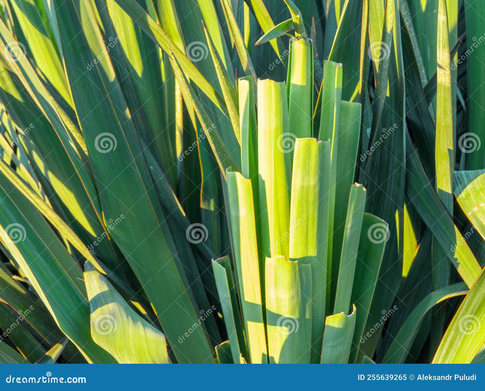 Sharp, Thin Palm Leaves Against the Sky. Background from Plants Stock ...