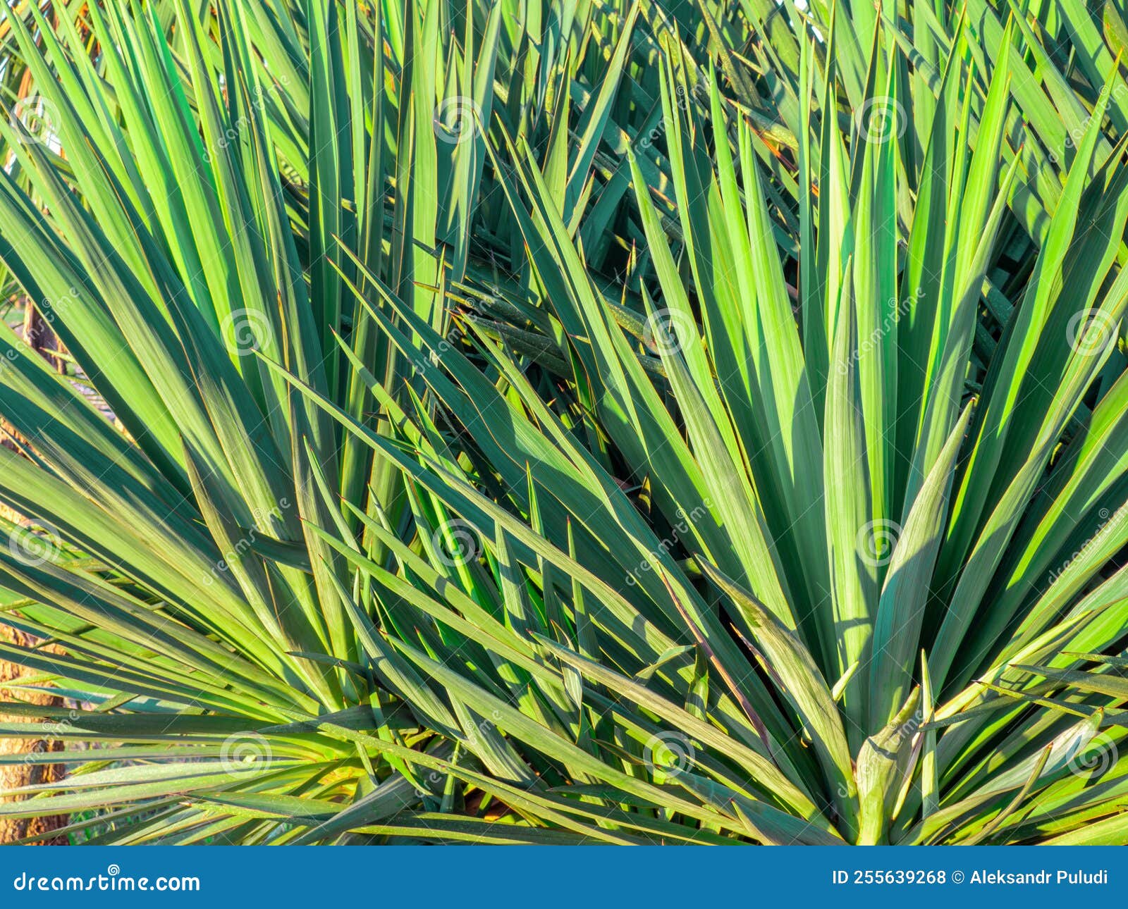 Sharp, Thin Palm Leaves Against the Sky. Background from Plants Stock ...