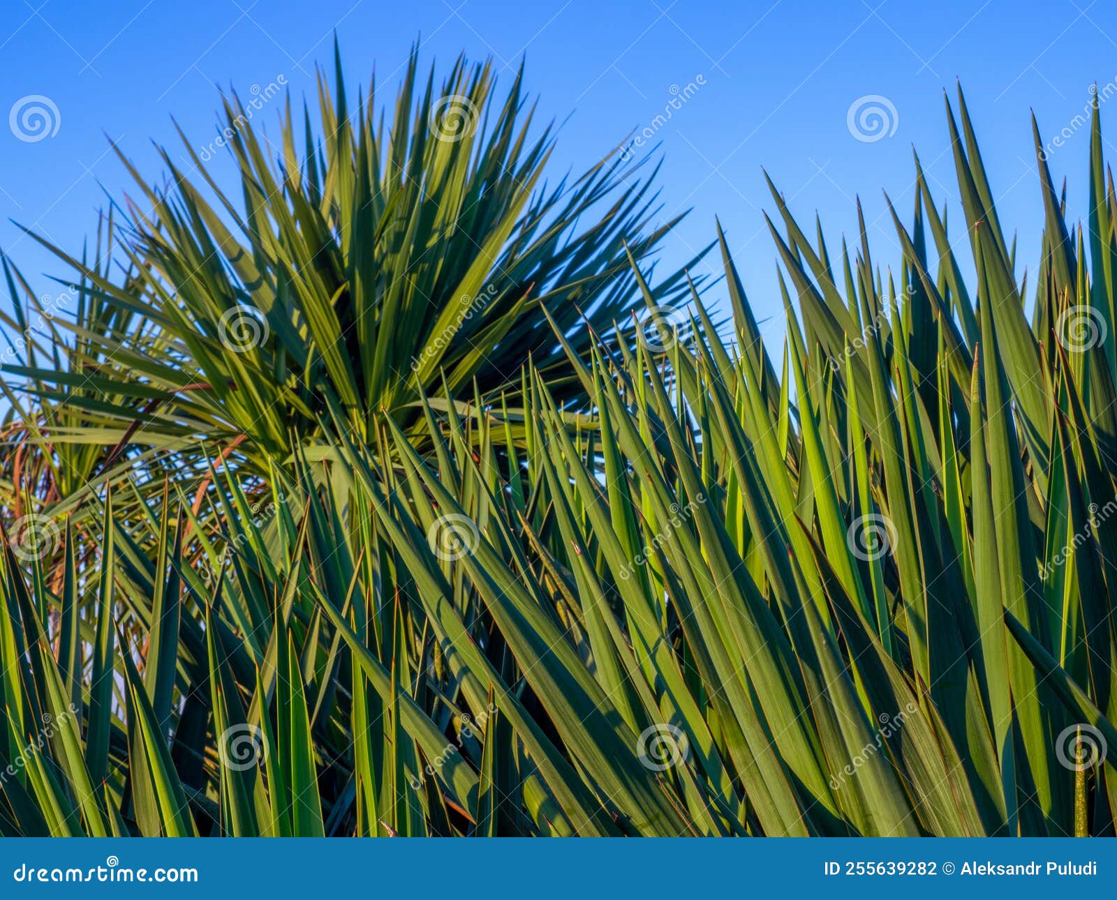 Sharp, Thin Palm Leaves Against the Sky. Background from Plants Stock ...