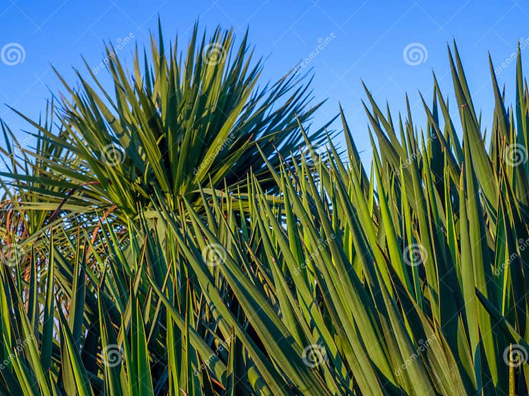 Sharp, Thin Palm Leaves Against the Sky. Background from Plants Stock ...