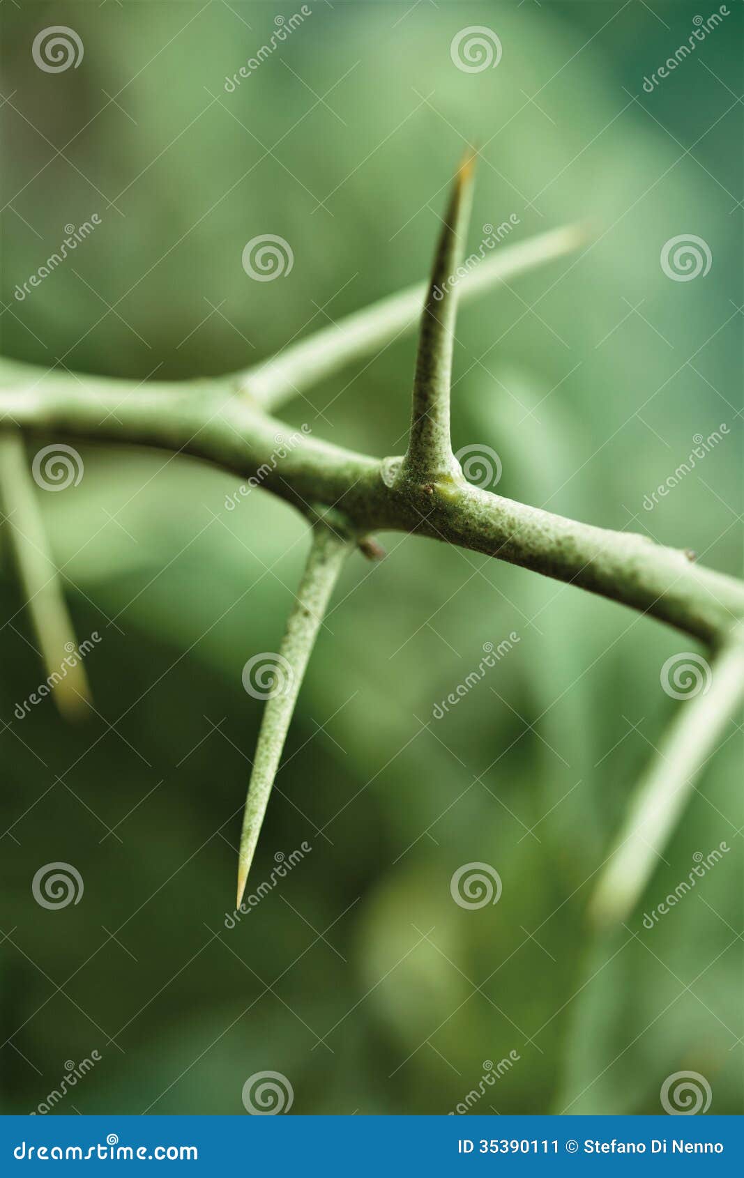Sharp thorn stock image. Image of wilted, stalk, sharp - 35390111